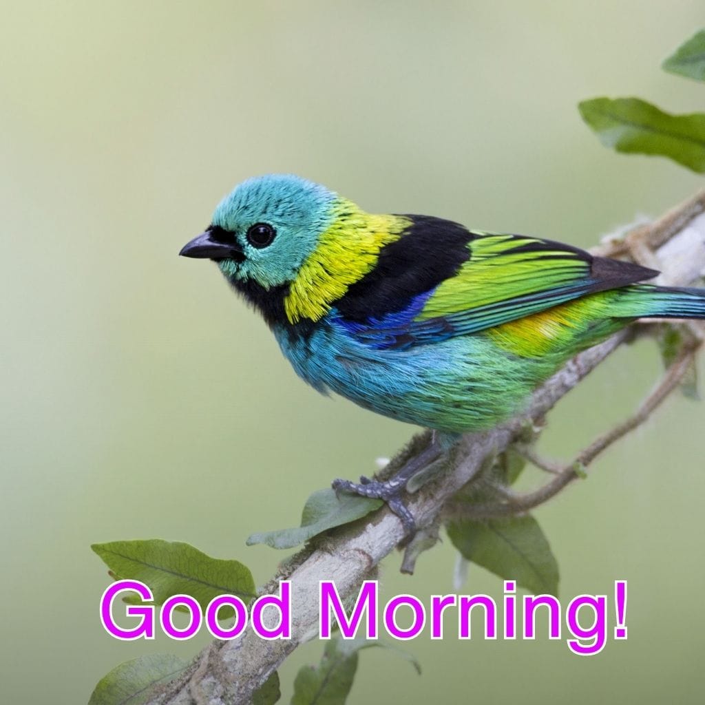 These Adorable Good Morning Birds Images Will Make Your Morning ...