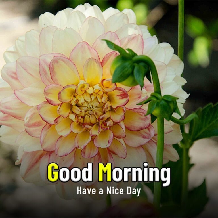 Bloom Into Your Day With These Gorgeous Good Morning Flower Images 🌸