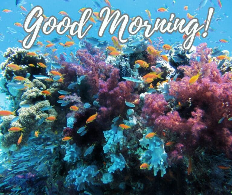 Wake Up To Waves—These Beach Good Morning Sea Images Are Pure Therapy🌊
