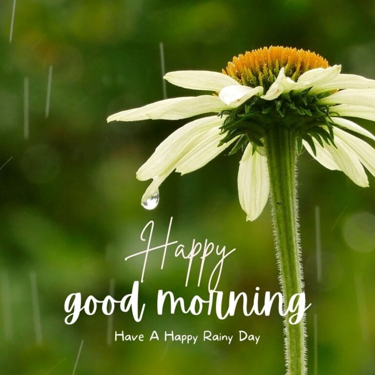 Let The Rain Wash Away Worries With These Peaceful Good Morning Rain ...
