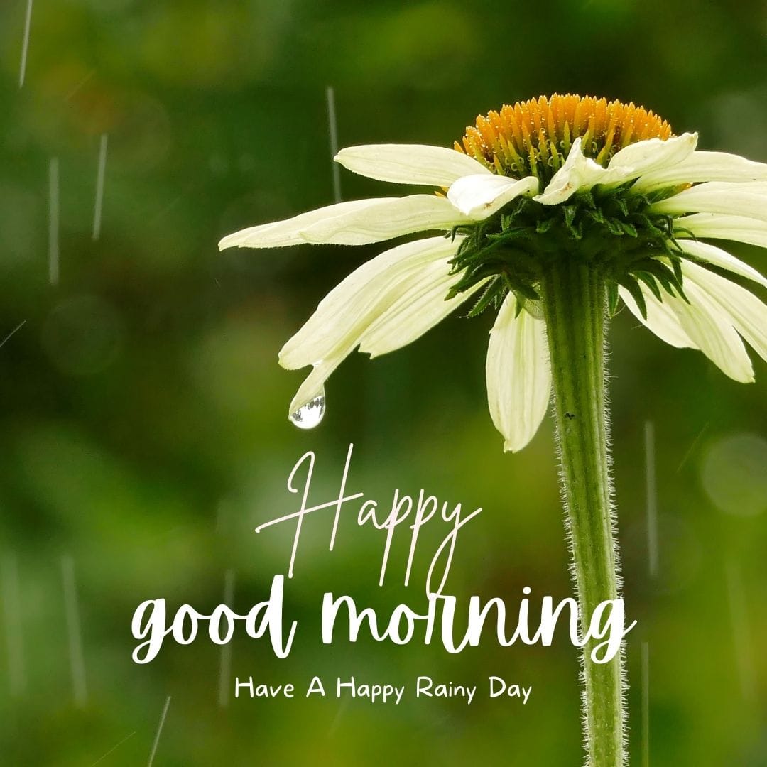 Let The Rain Wash Away Worries With These Peaceful Good Morning Rain ...