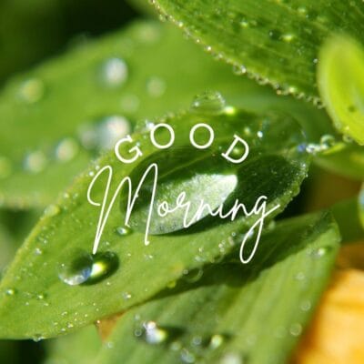 Let The Rain Wash Away Worries With These Peaceful Good Morning Rain ...